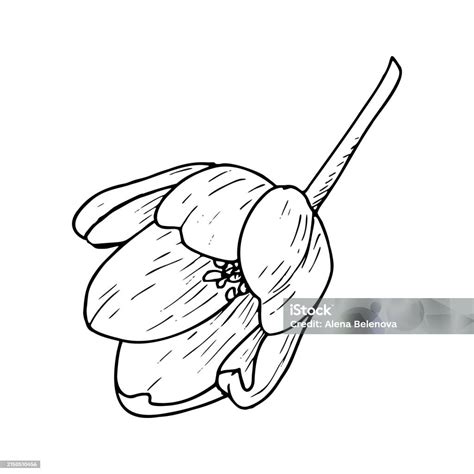 Tulip Flower Vector Illustration Bulb Open Head Black Outline Graphic