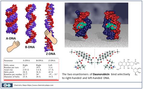 Different Conformations Of Dna And Selective Binding Of Enantiomers