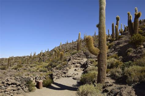 볼리비아의 우유니 살라르 데 우유니salar De Uyuni 세계 최대 염전 내 잉카우아시 섬의 선인장 프리미엄 사진