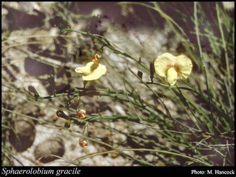 Photograph Sphaerolobium Gracile Benth Florabase