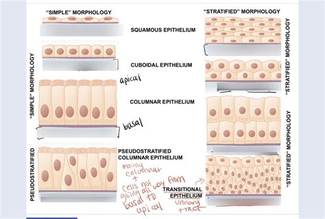 Histology Block 1 Diagram Quizlet