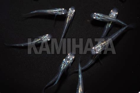 Kbo 清流きりゅうメダカ 稚魚 金魚｜カミハタビジネスオンライン