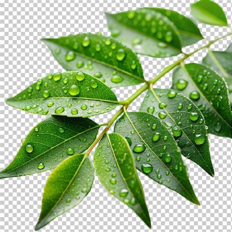 Fresh Dew Drops In Curry Leaves On Transparent Background Premium AI