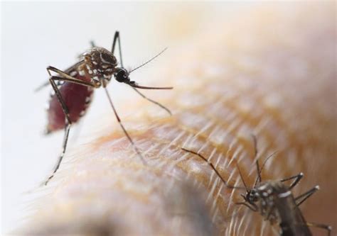 Fda Says Deploying Genetically Modified Mosquitoes Is Environmentally