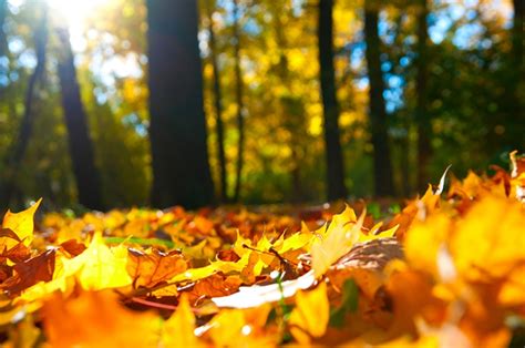 Sonbahar Sarı Yapraklar Doğa Manzarası Kanvas Tablo ARTTABLO