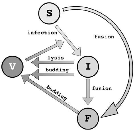 Schematic Of General Virus Host Interactions S Susceptible Cell I Download Scientific