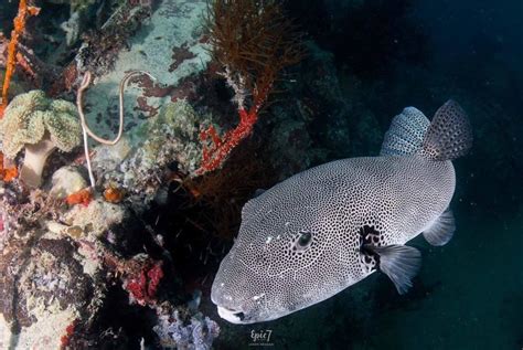 This Is A Map Pufferfish He May Look Like Harmless But His Skin And