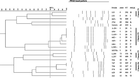 Dendrogram And Pfge Band Patterns Of Smai Digested Chromosomal Dna Of Download Scientific