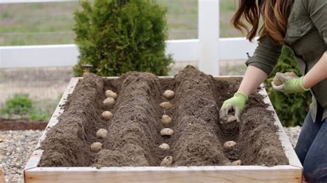 Can You Grow Potatoes In A Raised Garden Bed Bed Western