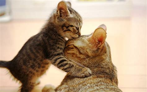 Hd Wallpaper Cute Kiss Dog And Kitten Digital Painting Cat Kitty