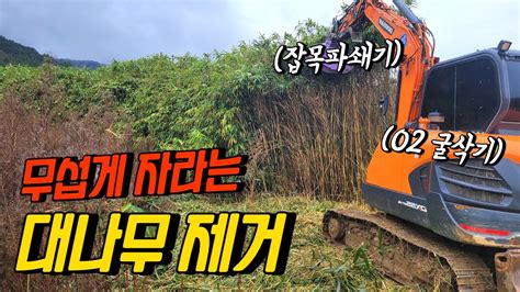 대나무밭 제가 밀어드리겠습니다 제초기 나무파쇄기 현장 Youtube