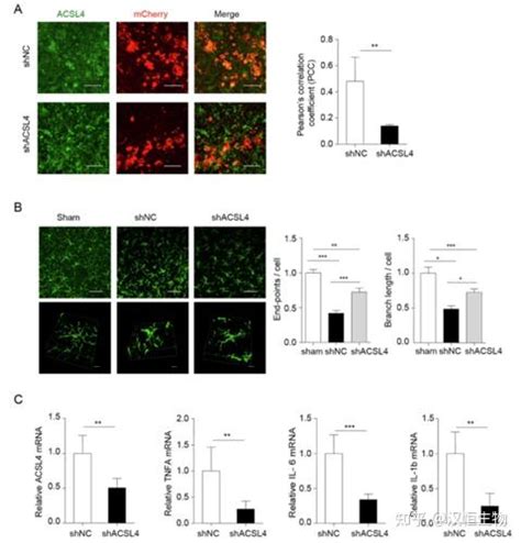 If19227 脂质代谢调节酶acsl4促进神经炎症 知乎