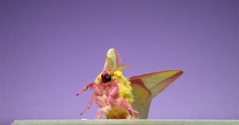 Remarkable Footage Of Plants That Explode To Disperse Their Seeds