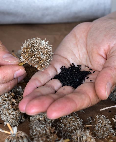 Polyfly Flying Natural Pollination