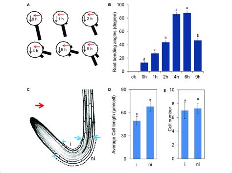 Uv B Radiation Induces Root Bending Five D Old Arabidopsis Seedlings