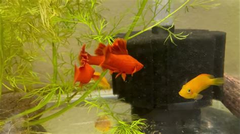 Albino Cauliflower Swordtail Breeding Trio Youtube