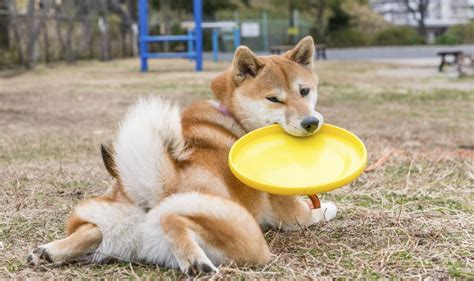 【柴犬フリスビー超入門編】できない理由を知ればディスクドッグも夢じゃない！ Shi Ba【シーバ】プラス犬びより│犬と楽しく暮らす！情報マガジン