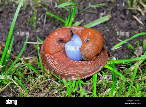 Slugs Mating Hi Res Stock Photography And Images Alamy