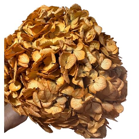 Preserved Hydrangea Old Orange Preservedusa