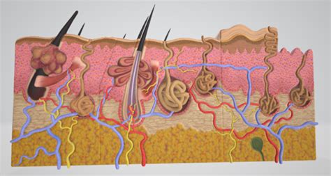 💦 5 Parts 3d Human Skin Anatomy Model Epithelium Layers Epidermis Dermis Hypodermis With