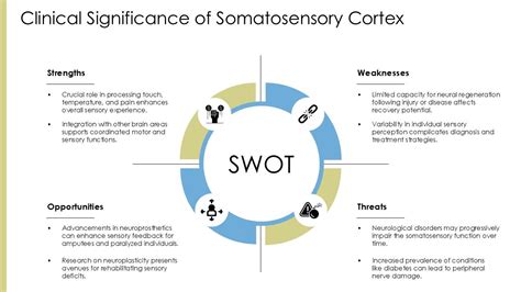 Somatosensory Cerebral Cortex Ppt Example Acp