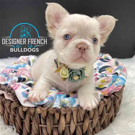 Platinum Fluffy Frenchie Puppies Cost Fluffy French Bulldogs Price