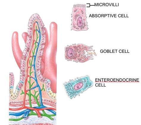 Cells Of Small Intestine Diagram Quizlet