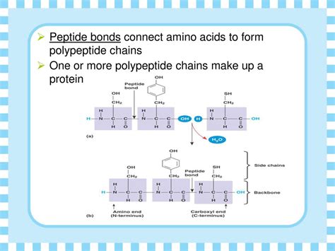 The Structure And Function Of Macromolecules Ppt Download