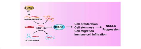 Lncrna Tymsosmirna 214 3pncapg Axis Facilitated Nsclc Progression