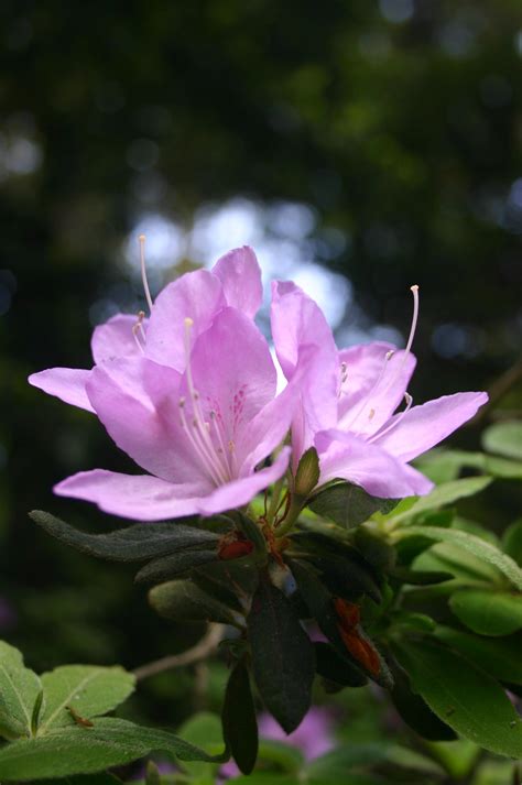 お花 2000ピクセル以上のフリー写真素材集