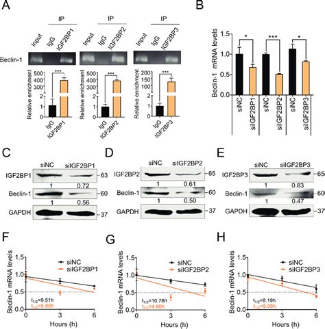 Igf2bp Proteins Promote The Mrna Stability Of Beclin 1 A The