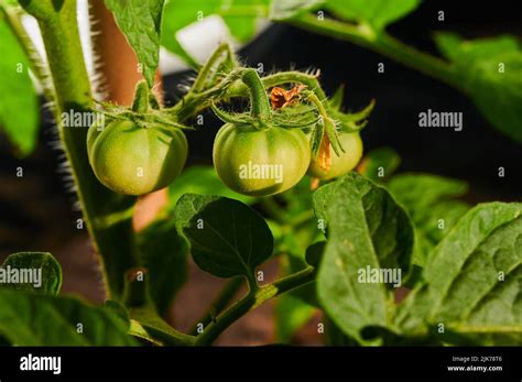 Vegetables In The Garden Ripening Tomato Bushes In Gardening Close Up