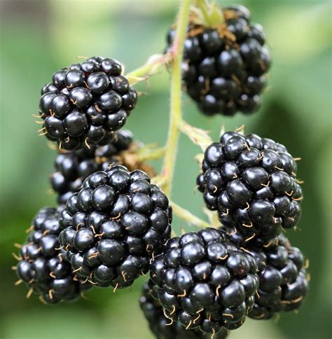 Brombeere Black Satin Rubus Fruticosus Online Kaufen