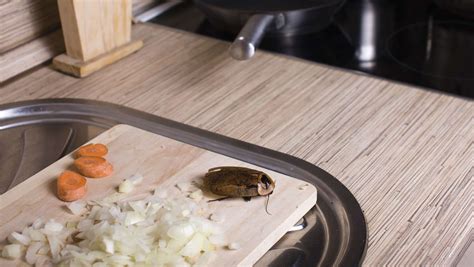 Pest Control Exterminators Southwest Florida Problem Solved