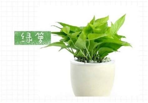 這些植物花語你真的懂嗎 每日頭條