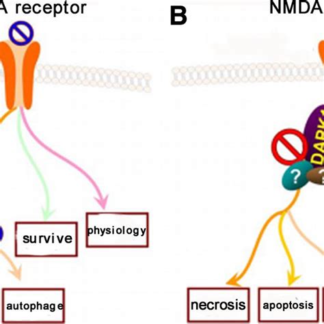 Blockade Of Nmda Receptor Or Nmda Dapk1 Downstream Signaling Induces