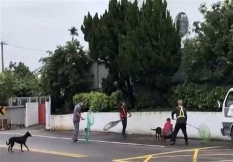 影小貓被14隻流浪狗圍攻到分屍 網友彰化成了非洲大草原 ETtoday寵物雲 ETtoday新聞雲