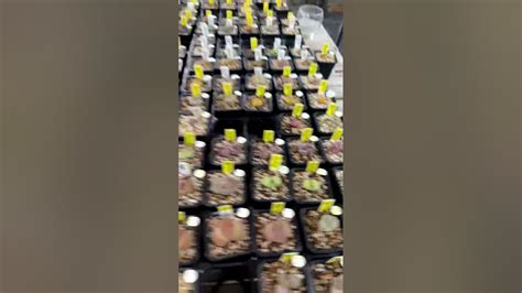 코노월드 라이브 다육판매영상 다육판매방 다육판매하는곳 다육이 다육이를부탁해 다육이판매영상 다육이라이브 다육이화분 선인장 코덱스 코노피튬 Youtube