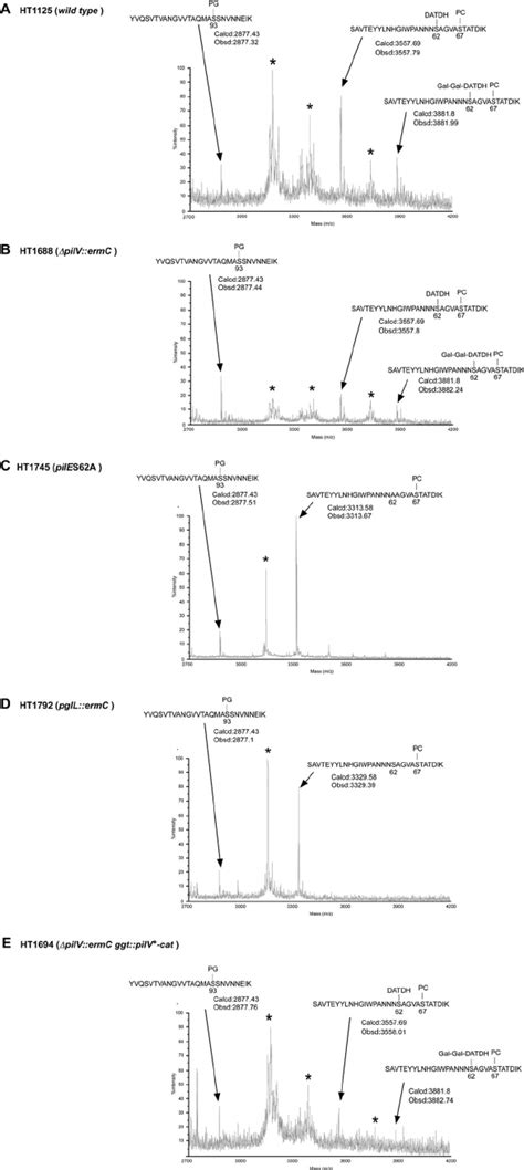 Maldi Tof Ms Of Tryptic Peptides Of Pile Purified From Strains Ht1125
