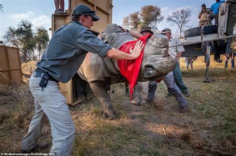 Heartbreaking Images Show Rhinos Rescued After Being Mutilated By Cruel
