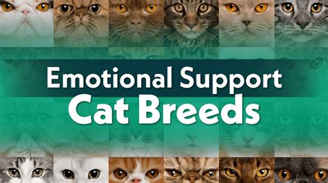 Best Emotional Support Cat Breeds Esa Pet