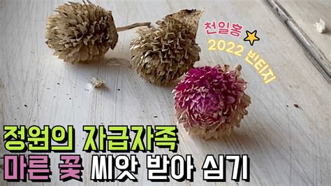 뿌린대로 거두는 정직한 정원농사 🌸 마른꽃들에게서 부지런히 씨앗을 받아 심었습니다 어쩌면 심은 것은 꽃씨가 아니라 봄 여름