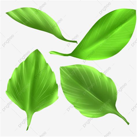 현실적인 녹색 잎 나뭇잎 일러스트 현실적 초록 잎 Png 일러스트 및 Psd 이미지 무료 다운로드 Pngtree