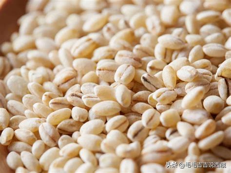 西藏青稞做成的挂面吃起来弹弹的很筋道 知乎
