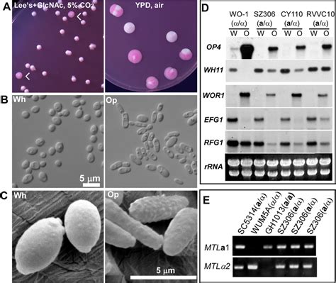 White opaque switching in a natural MTLa α strain of C albicans A