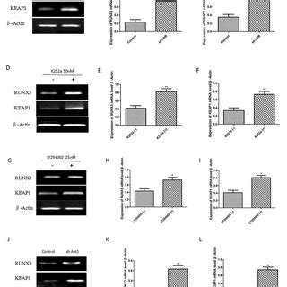 TrkB Represses RUNX3 And KEAP1 Expression Through AKT A RTPCR