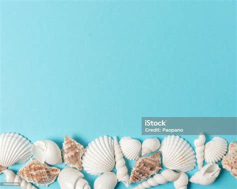 복사 공간이 있는 파스텔 파란색 배경에 창조적 인 조개 패턴 여름 최소 개념입니다 개념에 대한 스톡 사진 및 기타 이미지 개념 나선형 누워있기 Istock