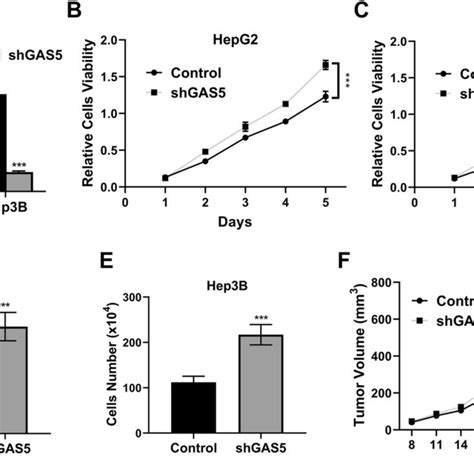 Knockdown Of Gas5 Promoted Hcc Cell Proliferation In Vitro And In Vivo