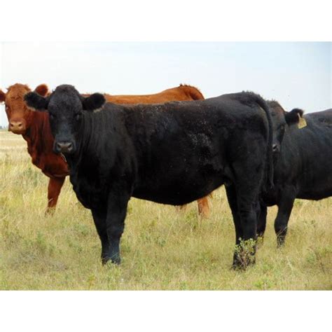 Riverbend Ranch 875 Heifers 300 Head Scotfield Ab Team