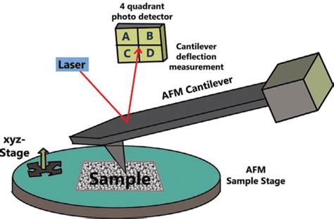 Microscopy Electron Microscopy
